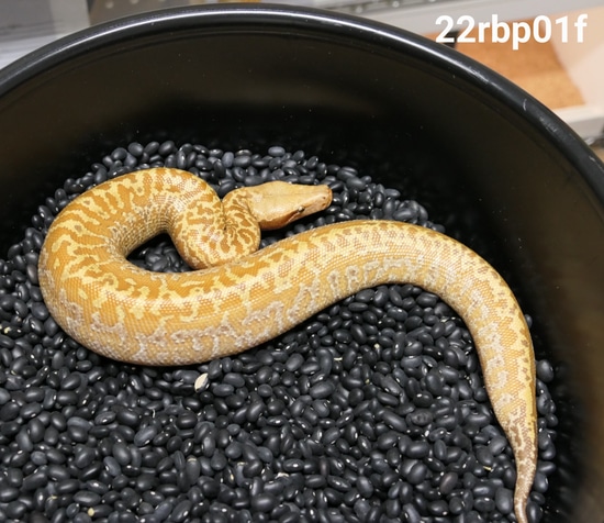 Batik T Positive Albino Blood Python by C. E. Reptiles