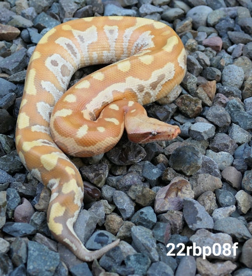T Positive Albino Blood Python by C. E. Reptiles