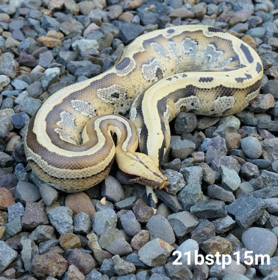 Borneo Short Tail Python Borneo Short-Tailed Python by C. E. Reptiles