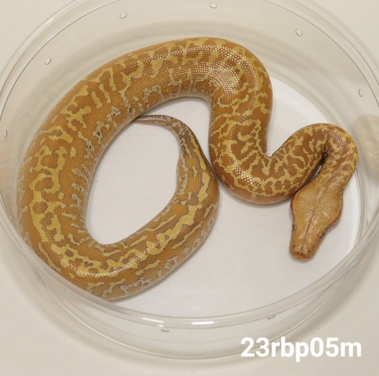 T+ Albino Batik Blood Python Male by C. E. Reptiles