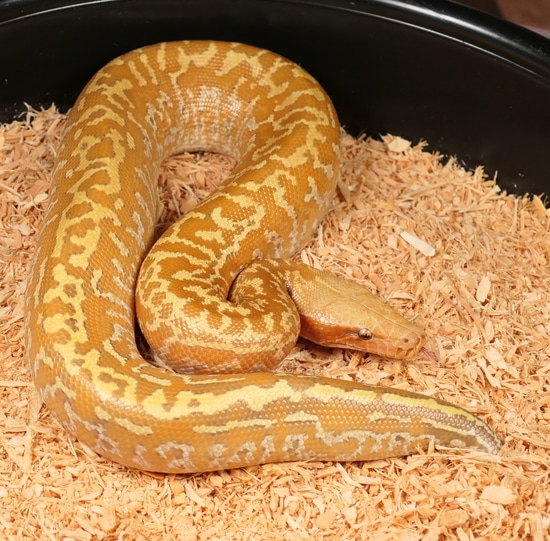 T+ Albino Batik Blood Python Male by C. E. Reptiles