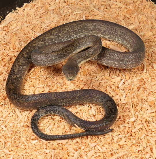 2023 Macklots Python Male Macklot's Python by C. E. Reptiles