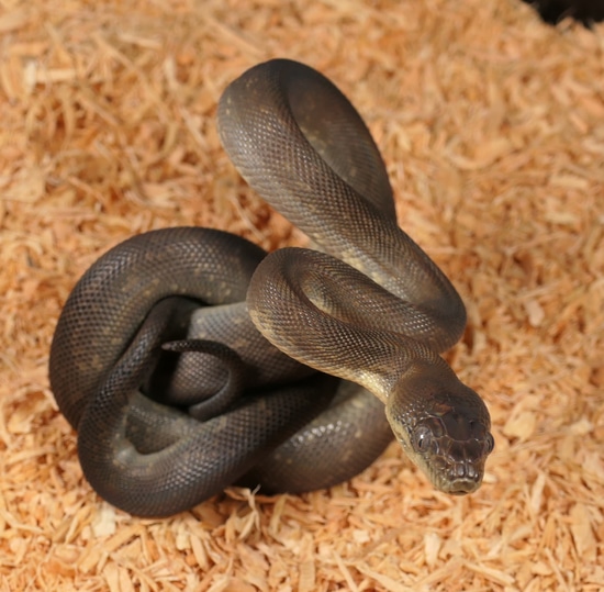 2023 Macklots Python Female Macklot's Python by C. E. Reptiles