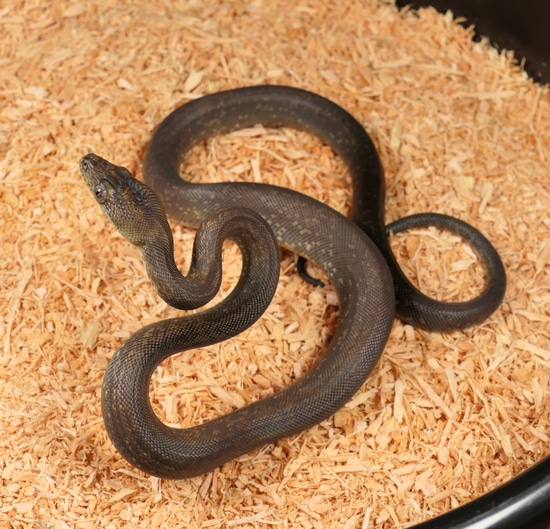 2023 Macklots Python Female Macklots Python By C E Reptiles 