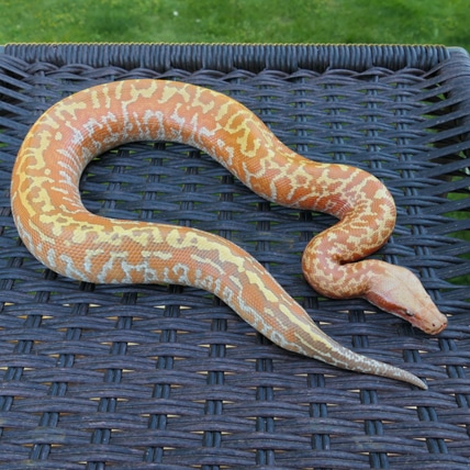 C. E. Reptiles - MorphMarket