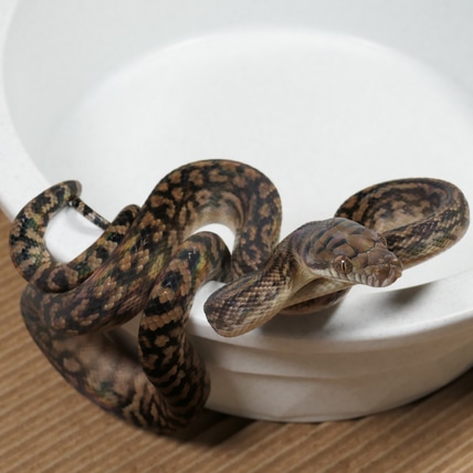 C. E. Reptiles - MorphMarket