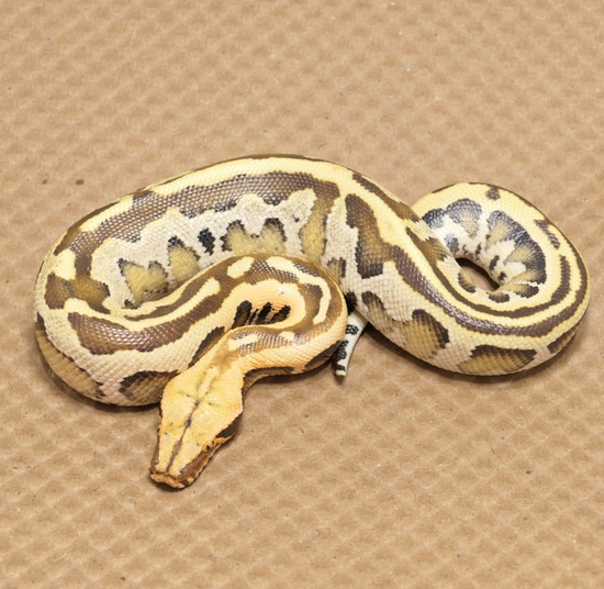 2024 Borneo Short Tail Borneo Short-Tailed Python by C. E. Reptiles