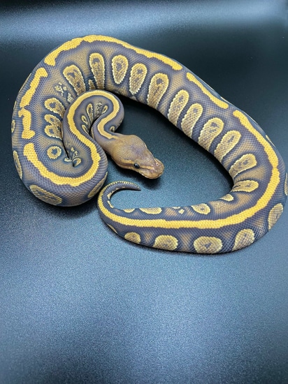 Hypo Stranger Het Clown Ball Python by Ed Bachman