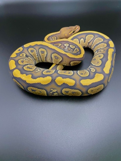 Hypo Stranger Het Clown Ball Python by Ed Bachman