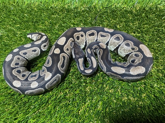 Midnight Ball Python by Pythonia co