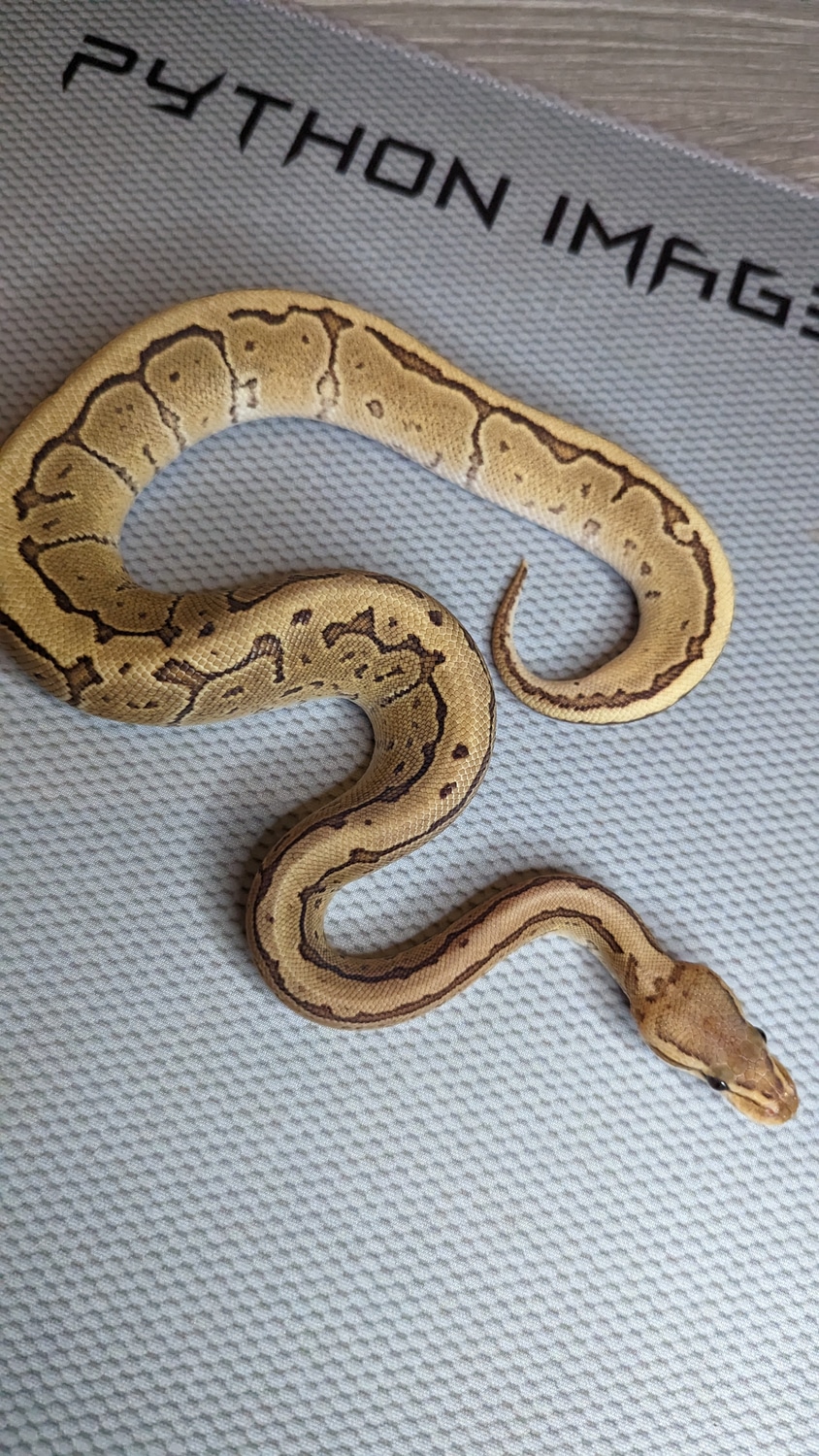 Fire, Pin, Het Hypo Ball Python by Python Imagery - MorphMarket