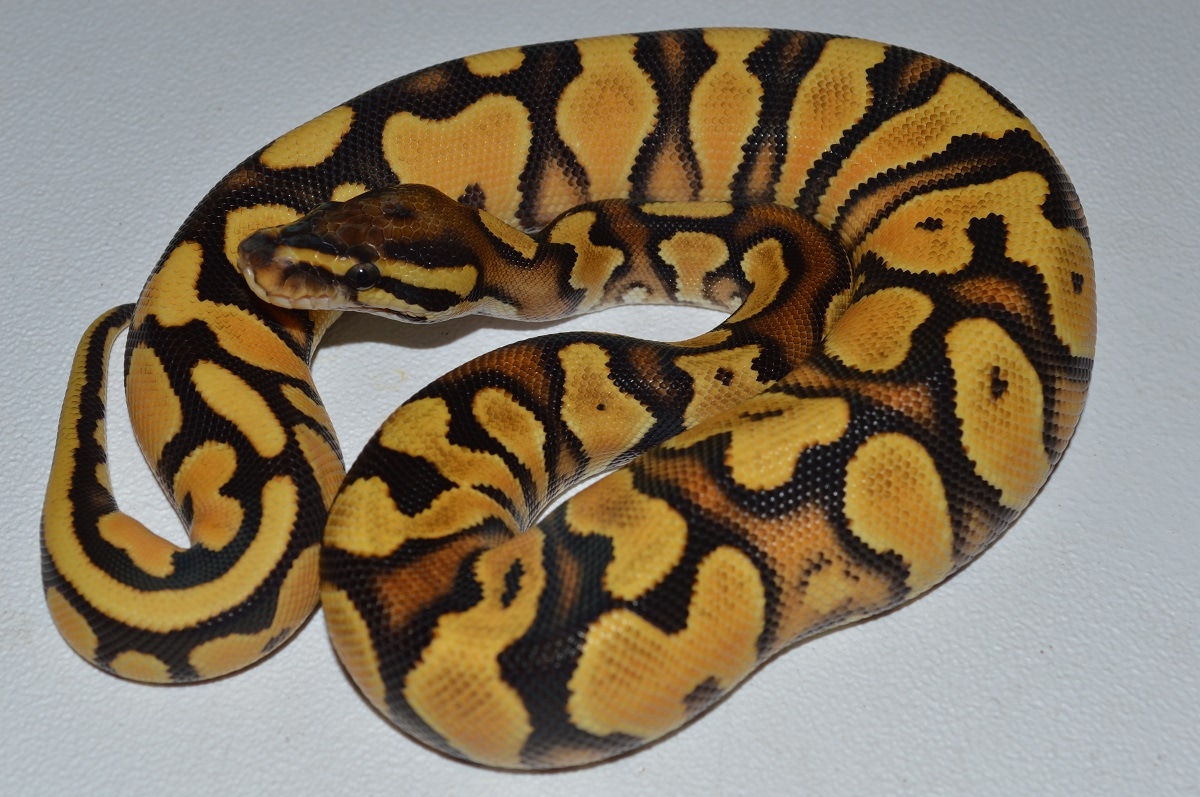 Super Orange Dream YB Poss. Russo Ball Python by Python Junkies ...