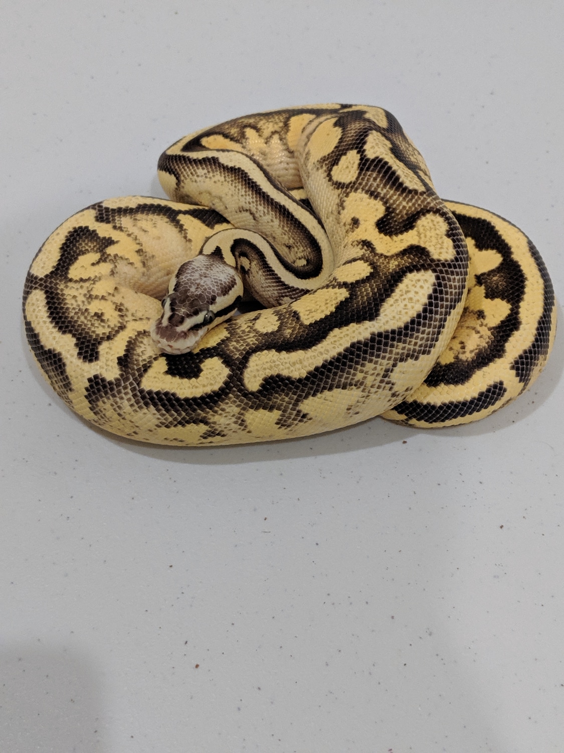 Orange Dream Firefly YB 66% Poss Het Pied Ball Python by Python Junkies - MorphMarket