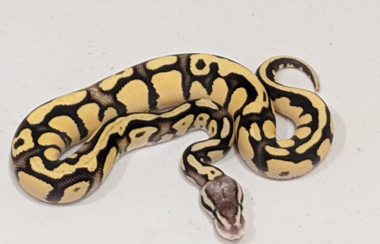 Orange Dream Firefly 100% Het Desert Ghost (Probable Super OD) Ball ...