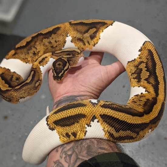 Yellowbelly Pied Ball Python by Python Junkies