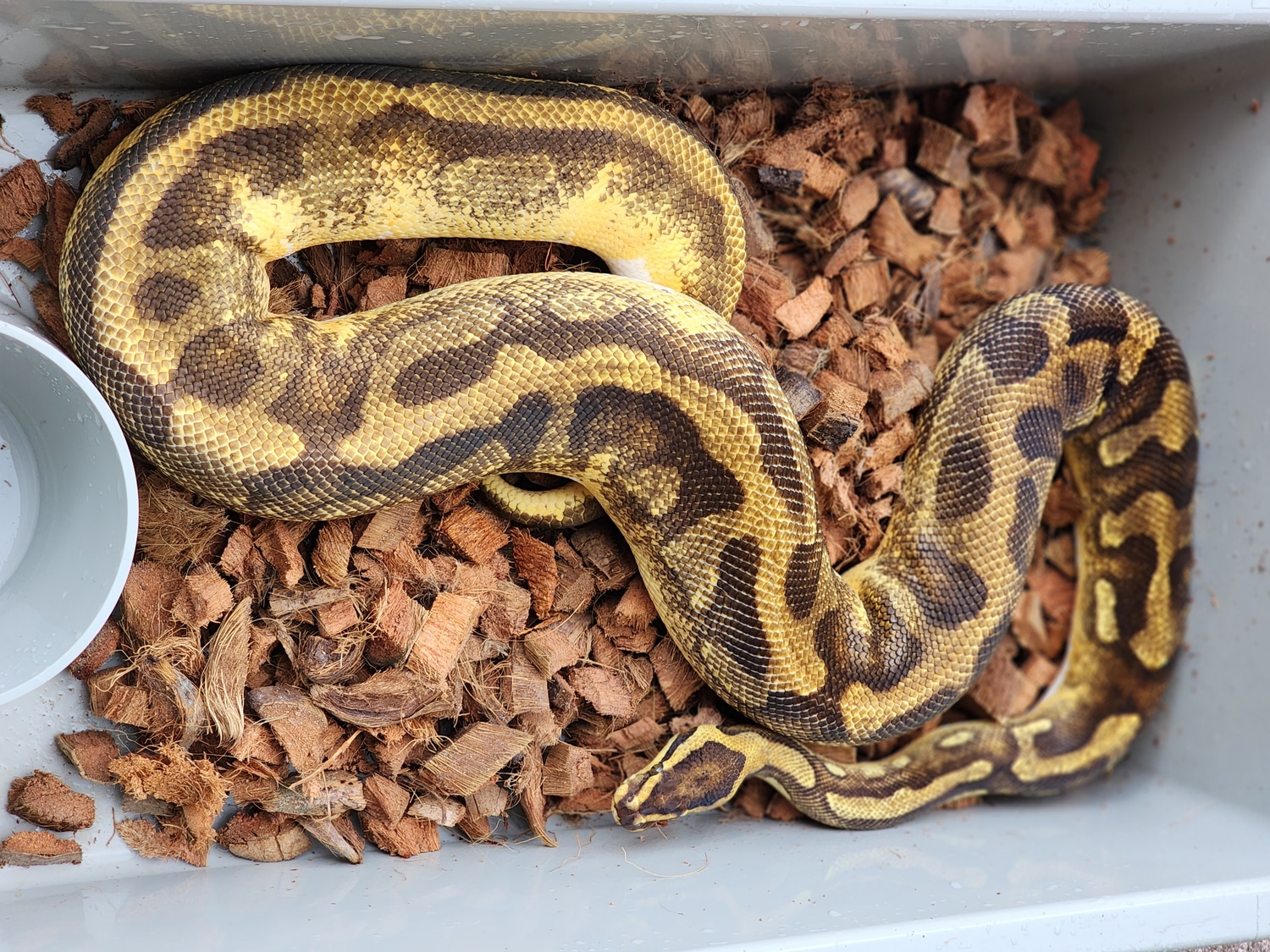 Adult Enchi YB Pied ♀️ Free Shipping Ball Python by Python Junkies ...