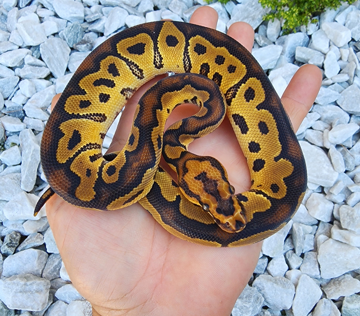 Clown Het Desert Ghost Ball Python by Python Junkies - MorphMarket