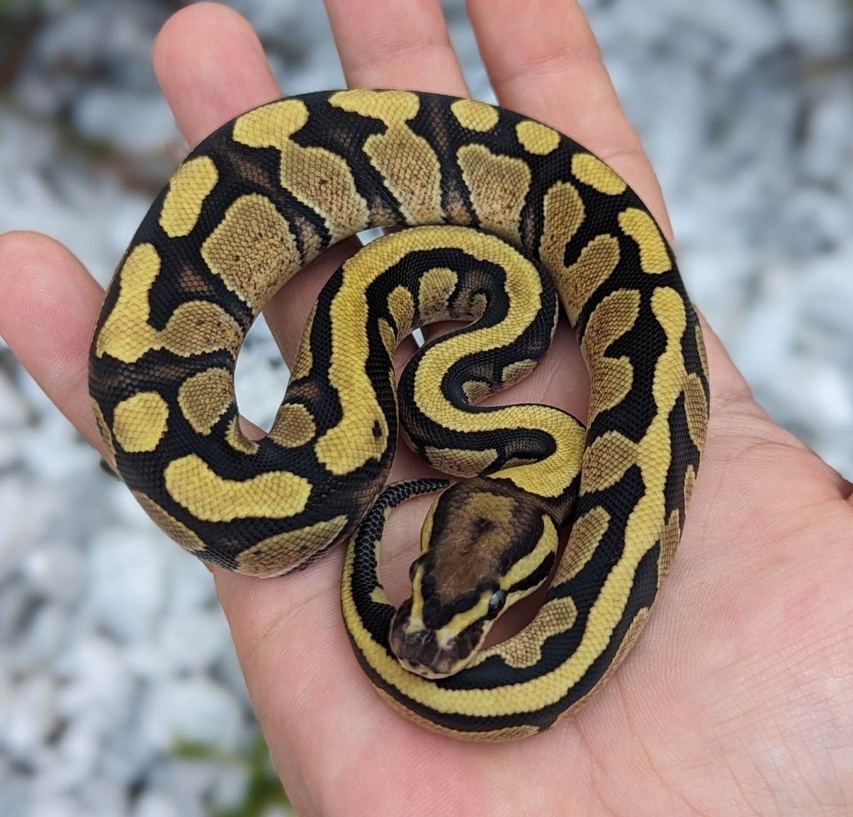 Enchi Fire Triple Het DG Clown Pied Ball Python by Python Junkies ...