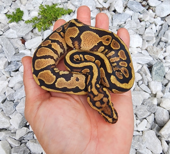 SN YB Het DG Het Clown Possible Fire Ball Python by Python Junkies