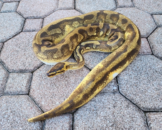 Adult Enchi YB Pied ♀️ *No Reserve* Ball Python by Python Junkies