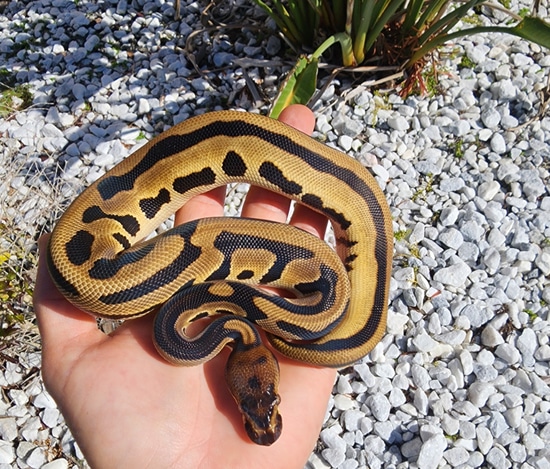 2023♀️ Super OD Leopard Het Pied 66% Het DG Ball Python by Python Junkies