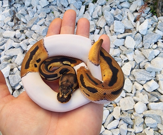 OD Leopard Pied 66% Poss Het DG Ball Python by Python Junkies