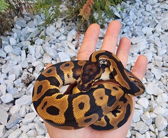 OD Leopard Het Pied 66% Poss Het DG Ball Python by Python Junkies