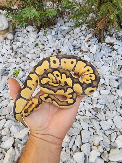 Desert Ghost Clown Ball Python by Python Junkies
