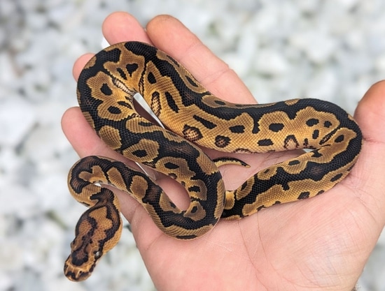 YB Clown Het DG Ball Python by Python Junkies