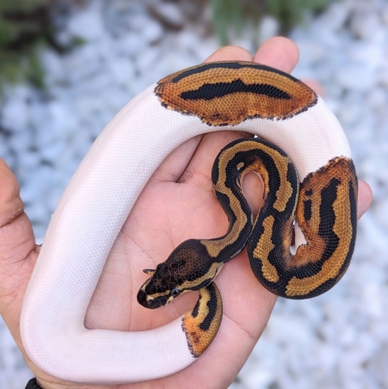 * No Reserve Pair* OD Pied 66 % Het DG Male & OD Leopard Het Pied 66% ...