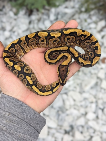 Redstripe YB Dbl Het DG Clown Ball Python by Python Junkies