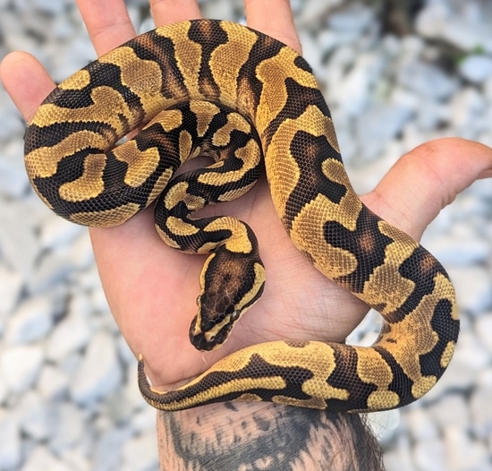 Enchi YB Triple Het DG Clown Pied Ball Python by Python Junkies