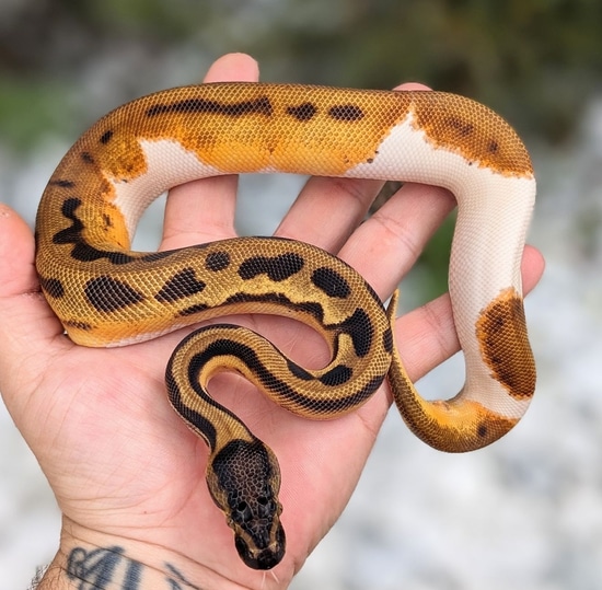 No Reserve Pair* OD Leo Enchi Pied 66% Het DG Ball Python by Python Junkies
