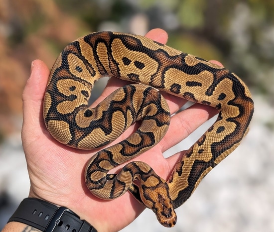 YB Clown 100% Het DG Female And Clown Dbl Het DG Pied Ball Python by Python Junkies