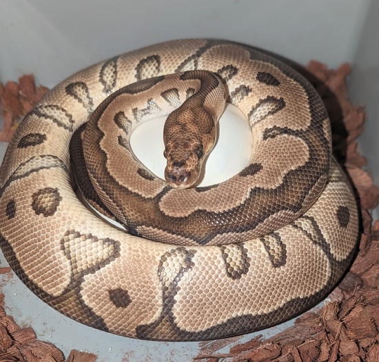 YB Clown Ball Python by Python Junkies
