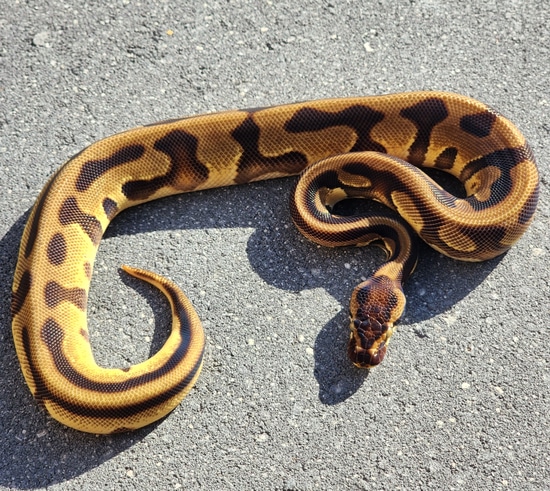 OD Leopard Enchi Het Pied 66% Poss Het DG Ball Python by Python Junkies