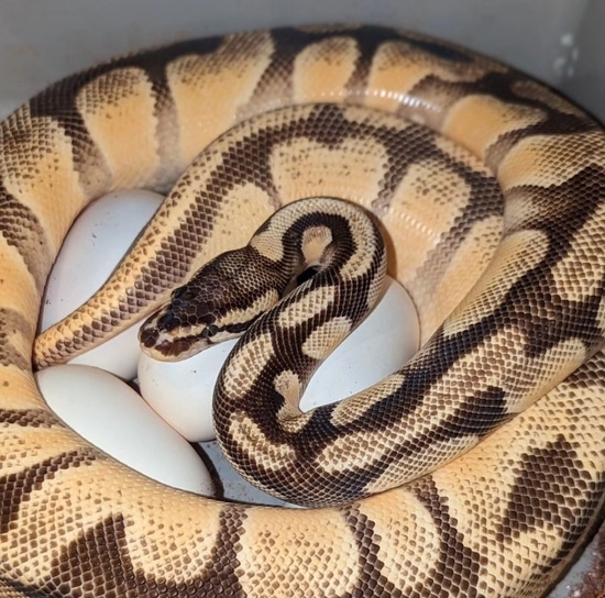 No Reserve Proven Breeder OD Pastel Enchi YB 100% Het DG Female Ball Python by Python Junkies