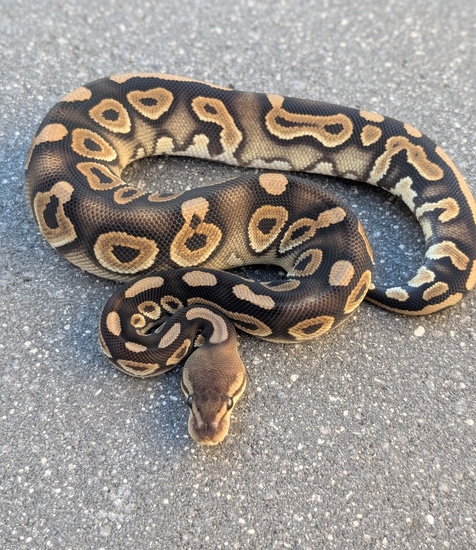 Black Pastel Chocolate Hurricane Het Clown Ball Python by Python Junkies