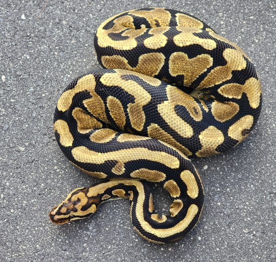 Spotnose YB Dbl Het DG Clown Ball Python by Python Junkies