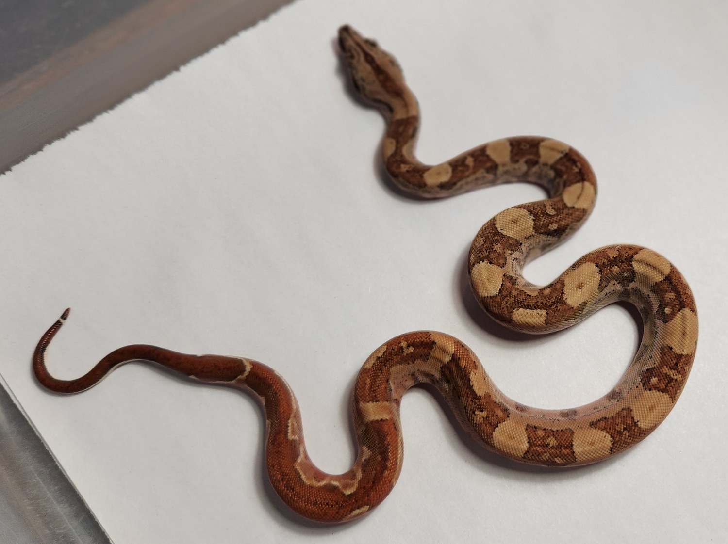 Central American Hypo Jungle Boa Constrictor by Bill Pickert - MorphMarket