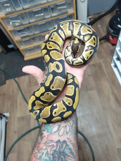 Xtreme Gene 100% Het Clown 66% Het Tri Stripe Ball Python by WS Pythons