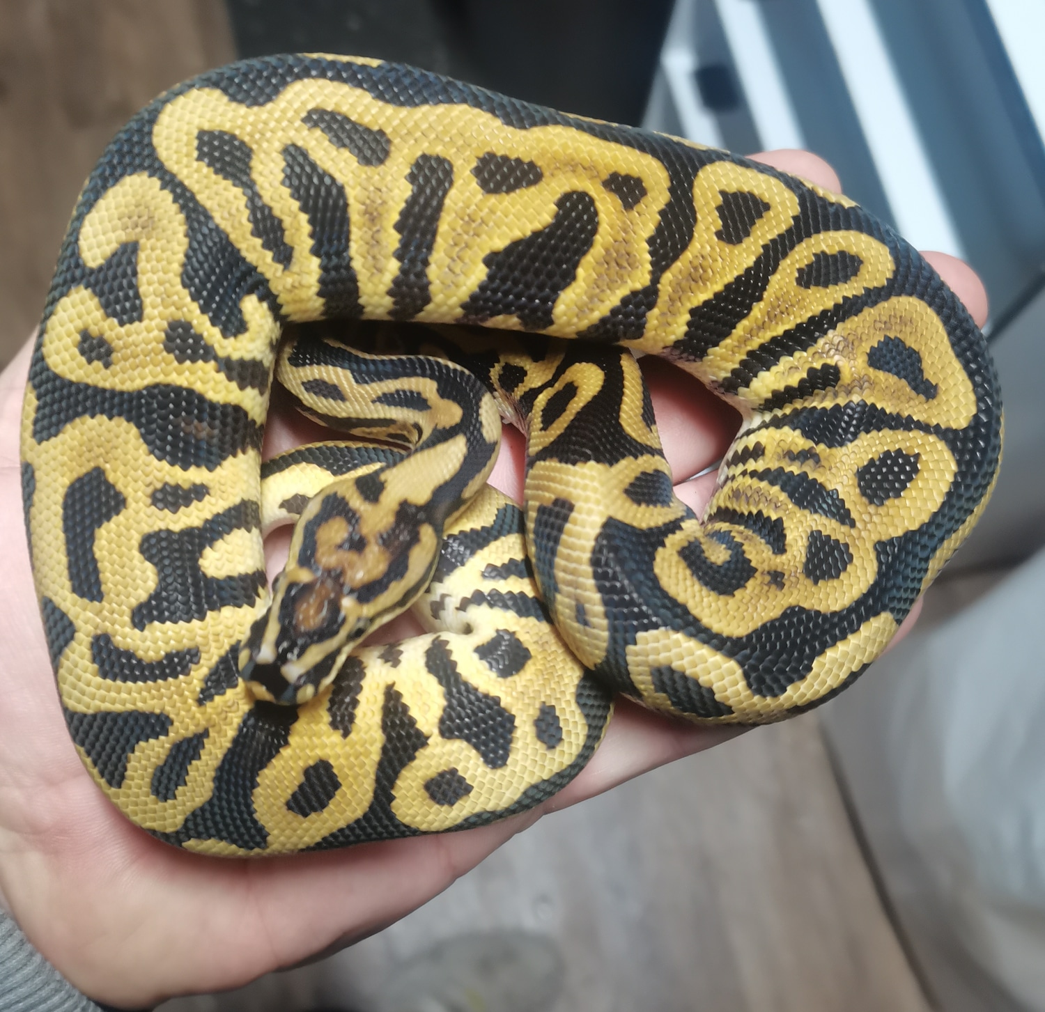 Carnivore Spotnose 100% Het Clown Ball Python by WS Pythons - MorphMarket