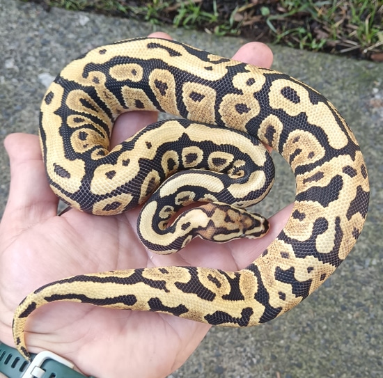 Carnivore Fanta Fire Spotnose Het Clown Ball Python by WS Pythons