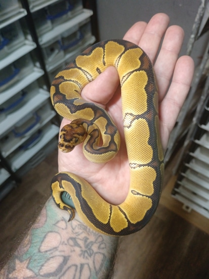 Carnivore Fanta Clown Ball Python by WS Pythons