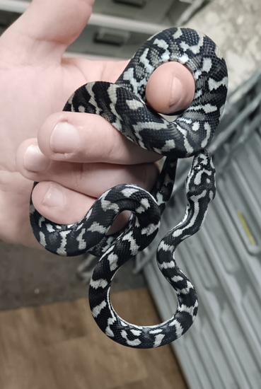 Anaxthic Jungle Carpet Python by WS Pythons