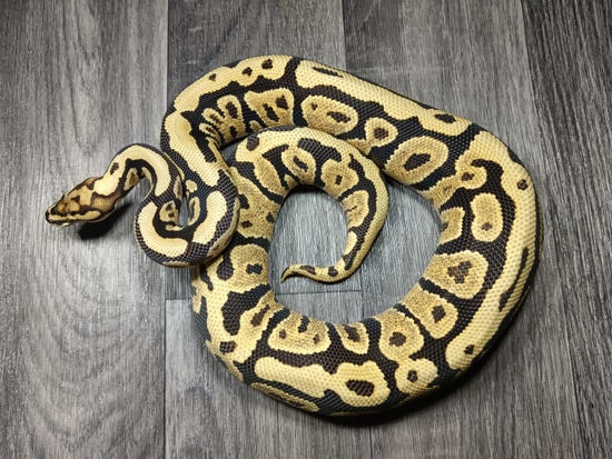 Carnivore Fanta Fire Spotnose Het Clown Ball Python by WS Pythons