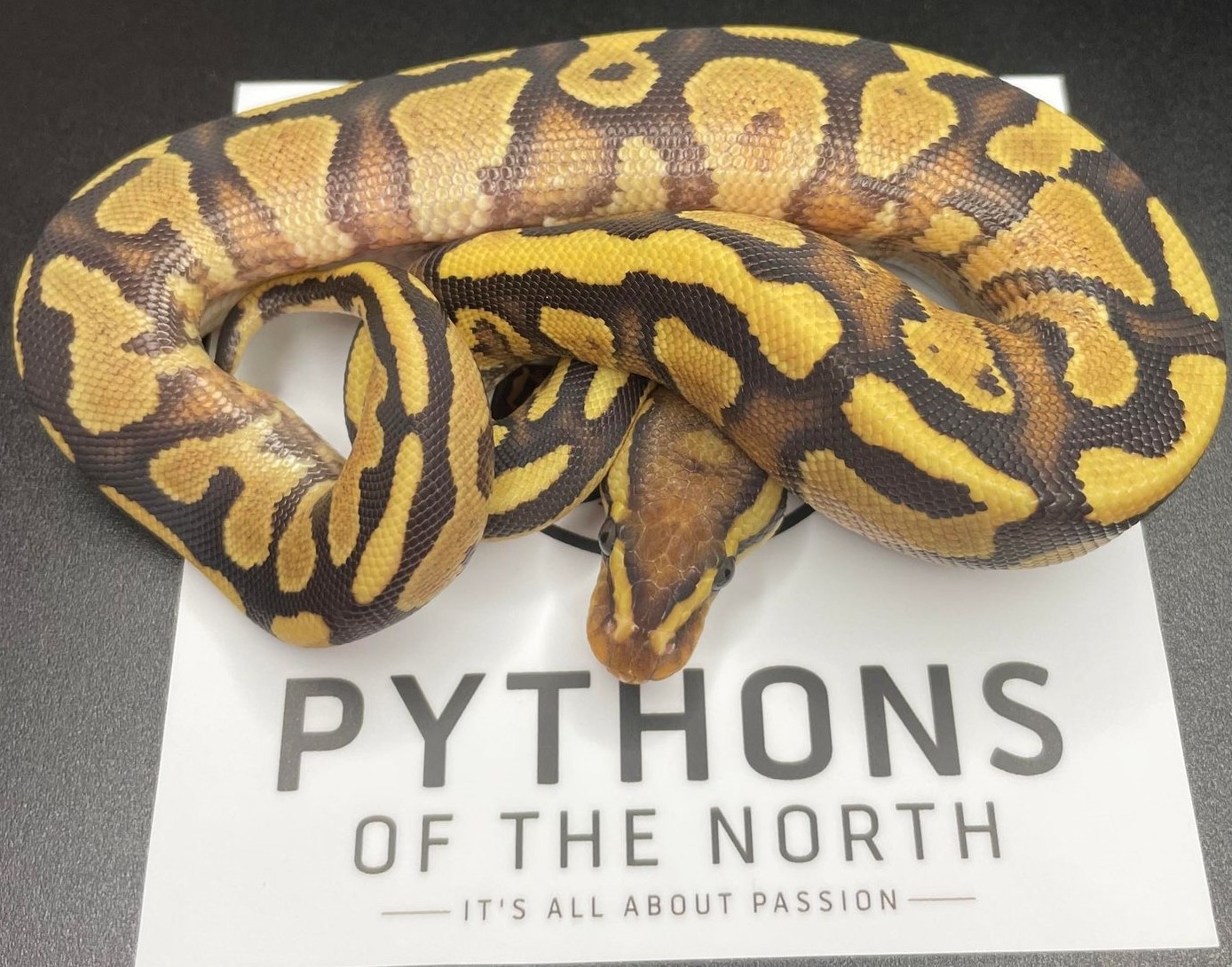 Fire YB Double Het G-Stripe Clown Ball Python by Pythons Of The North ...