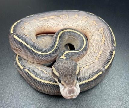 Super Asphalt GHI Pastel Ball Python by Pythons Of The North - MorphMarket