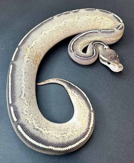 Black Pastel Freeway Ball Python by Pythons Of The North