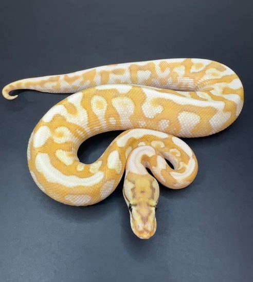 Orange Dream Yellowbelly Fire Spotnose Lesser Het Clown Ball Python by ...